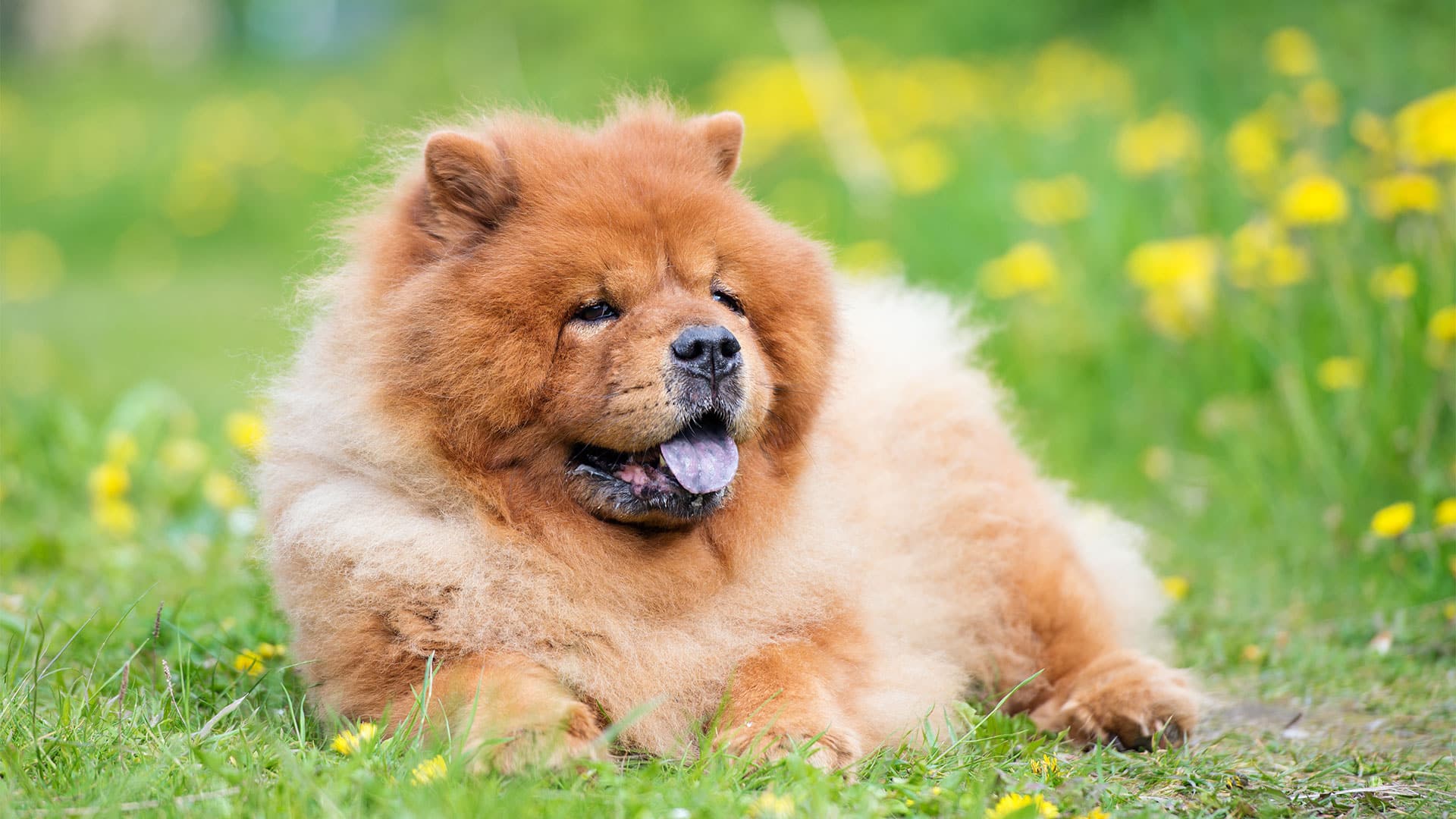 Chow-chow. Wszystko o Rasie. Charakter, Cena, Długość Życia - PETS STYLE