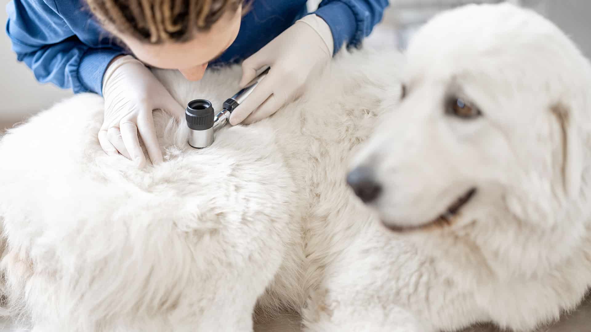 Choroby skóry u psa - przyczyny, objawy, leczenie| PETS STYLE