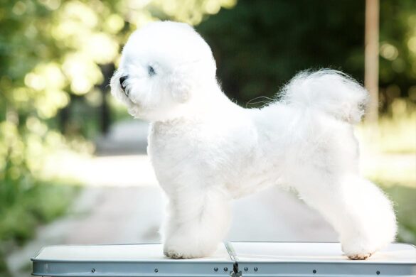 Bichon Frise. Charakter, Długość Życia, Cena Szczeniaka. Opis Rasy ...