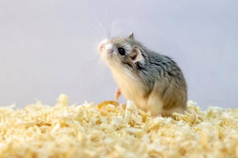 Chomik Roborowskiego. Ile Żyje? Charakter, Opis - PETS STYLE