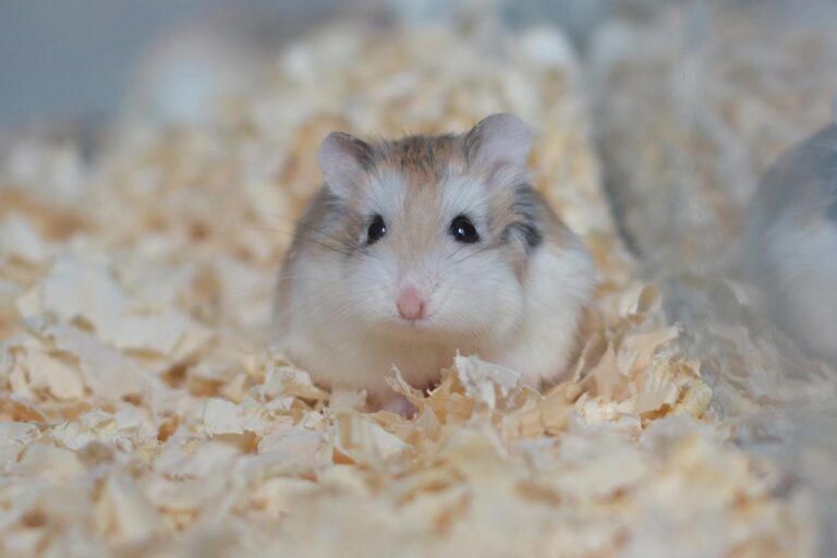 Chomik Roborowskiego. Ile Żyje? Charakter, Opis - PETS STYLE