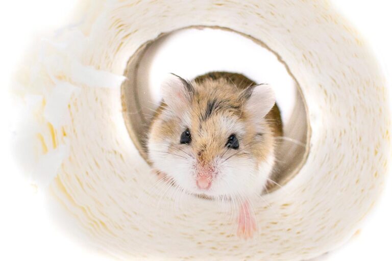 Chomik Roborowskiego. Ile Żyje? Charakter, Opis - PETS STYLE