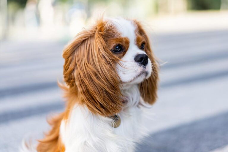 Pieski Miniaturki. Opis Miniaturowych Ras Psów - PETS STYLE