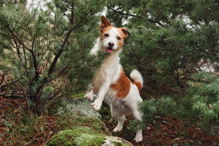 Pieski Miniaturki. Opis Miniaturowych Ras Psów - PETS STYLE