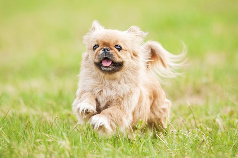 Pieski Miniaturki. Opis Miniaturowych Ras Psów - PETS STYLE