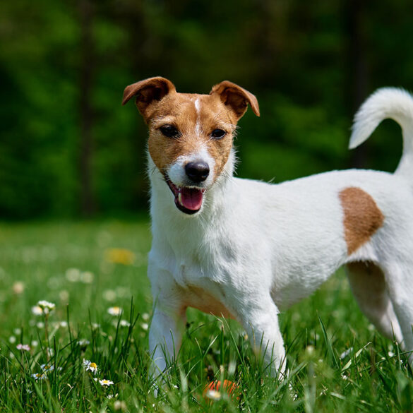 Rude psy. Poznaj 8 Ras Psów o Rudej Sierści PETS STYLE