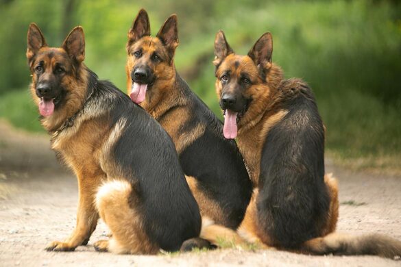 Rasy psów dużych. Popularne duże psy. Charakterystyka i wygląd - PETS STYLE