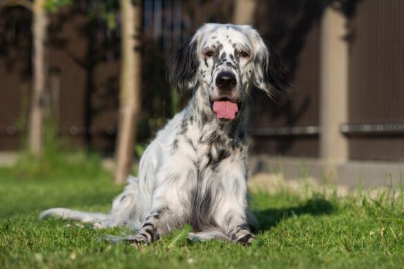 Seter Angielski - Opis Rasy. Pielęgnacja. Hodowla, Cena | PETS STYLE
