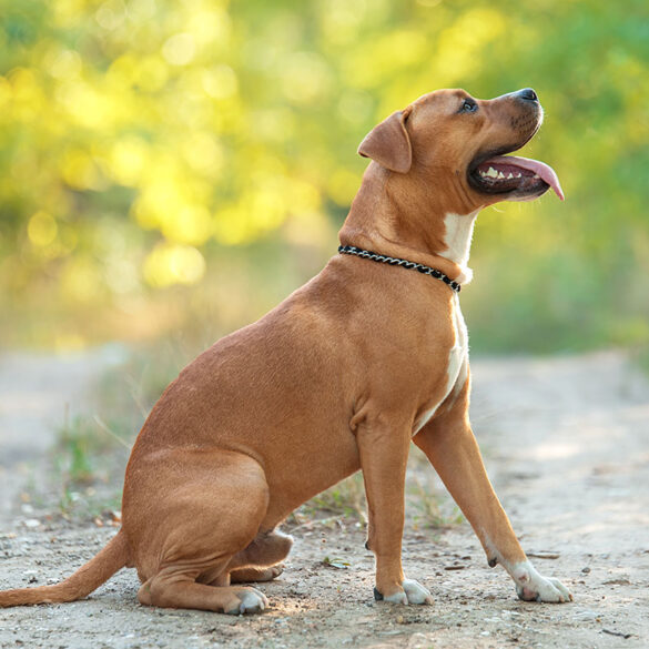 Rude psy. Poznaj 8 Ras Psów o Rudej Sierści. Małe i Duże Pieski - PETS ...