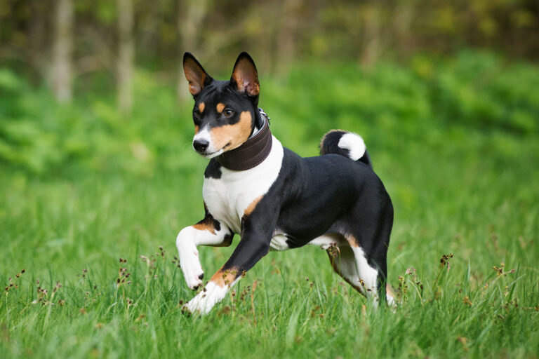 Basenji: pies królewski z afrykańskim rodowodem | PETS STYLE