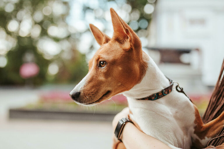 Basenji: pies królewski z afrykańskim rodowodem | PETS STYLE