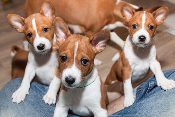 Basenji: pies królewski z afrykańskim rodowodem | PETS STYLE
