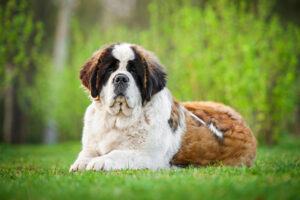 Bernardyn – pies ratownik. Opis rasy | PETS STYLE