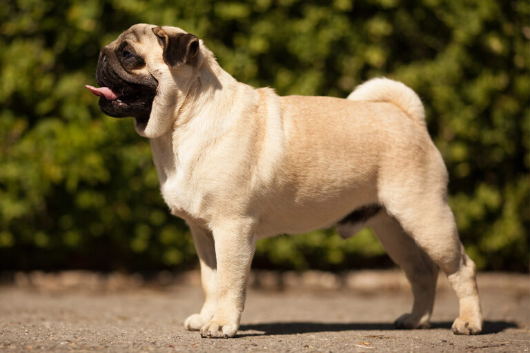 Mops – opis rasy. Historia rasy, wygląd ciekawostki | PETS STYLE