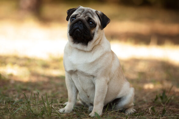 Mops – opis rasy. Historia rasy, wygląd ciekawostki | PETS STYLE