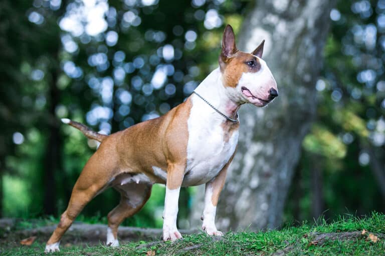 Bulterier – opis i charakterystyka rasy | PETS STYLE