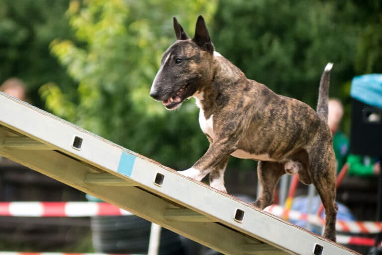 Bulterier – opis i charakterystyka rasy | PETS STYLE