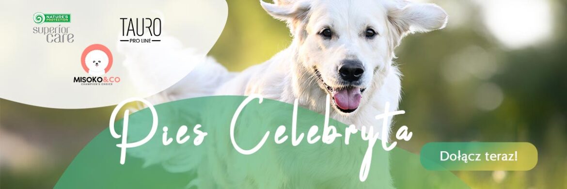 Samojed | Samoyed. Wszystko o Rasie. Ile kosztuje?