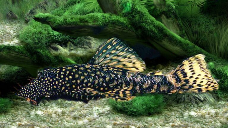 Glonojady w akwarium - co musisz wiedzieć? | Blog - PETS STYLE