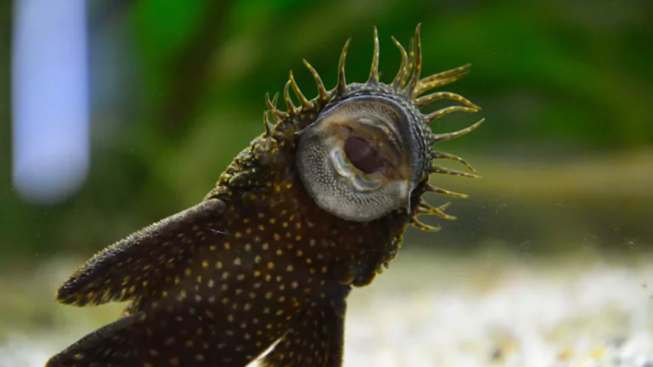 Glonojady w akwarium - co musisz wiedzieć? | Blog - PETS STYLE