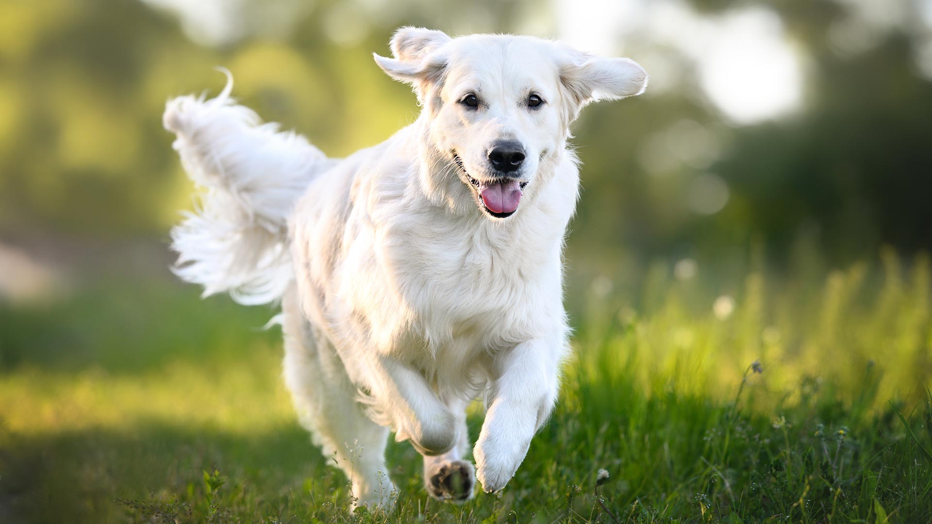 Pies celebryta lato 2025 - PETS STYLE