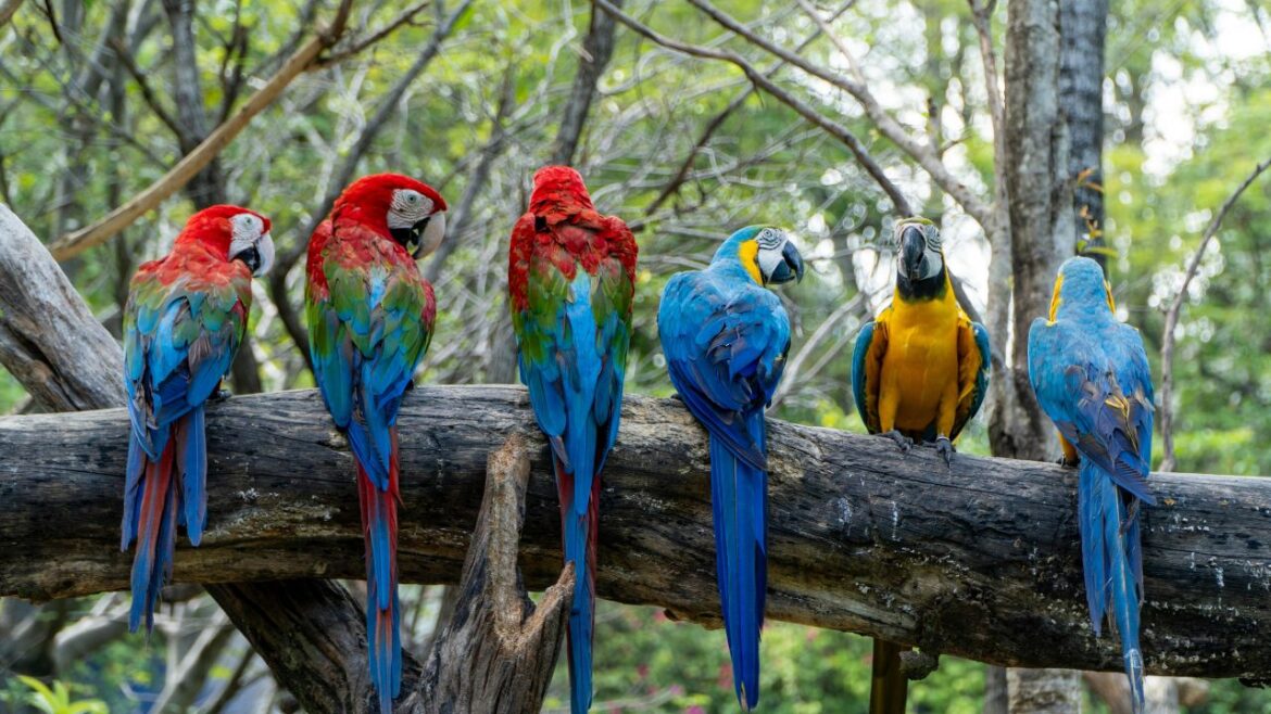 Ara – Wszystko, co musisz wiedzieć o królowej papug egzotycznych | Blog ...