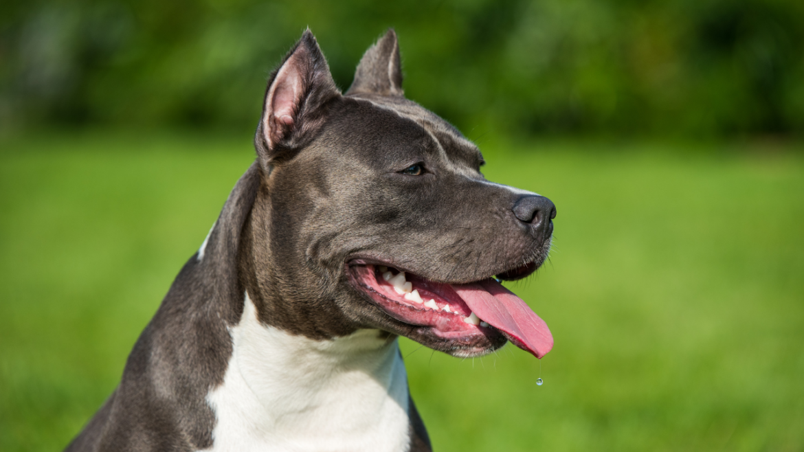 Amstaff – charakter, wychowanie i pielęgnacja | Blog - PETS STYLE