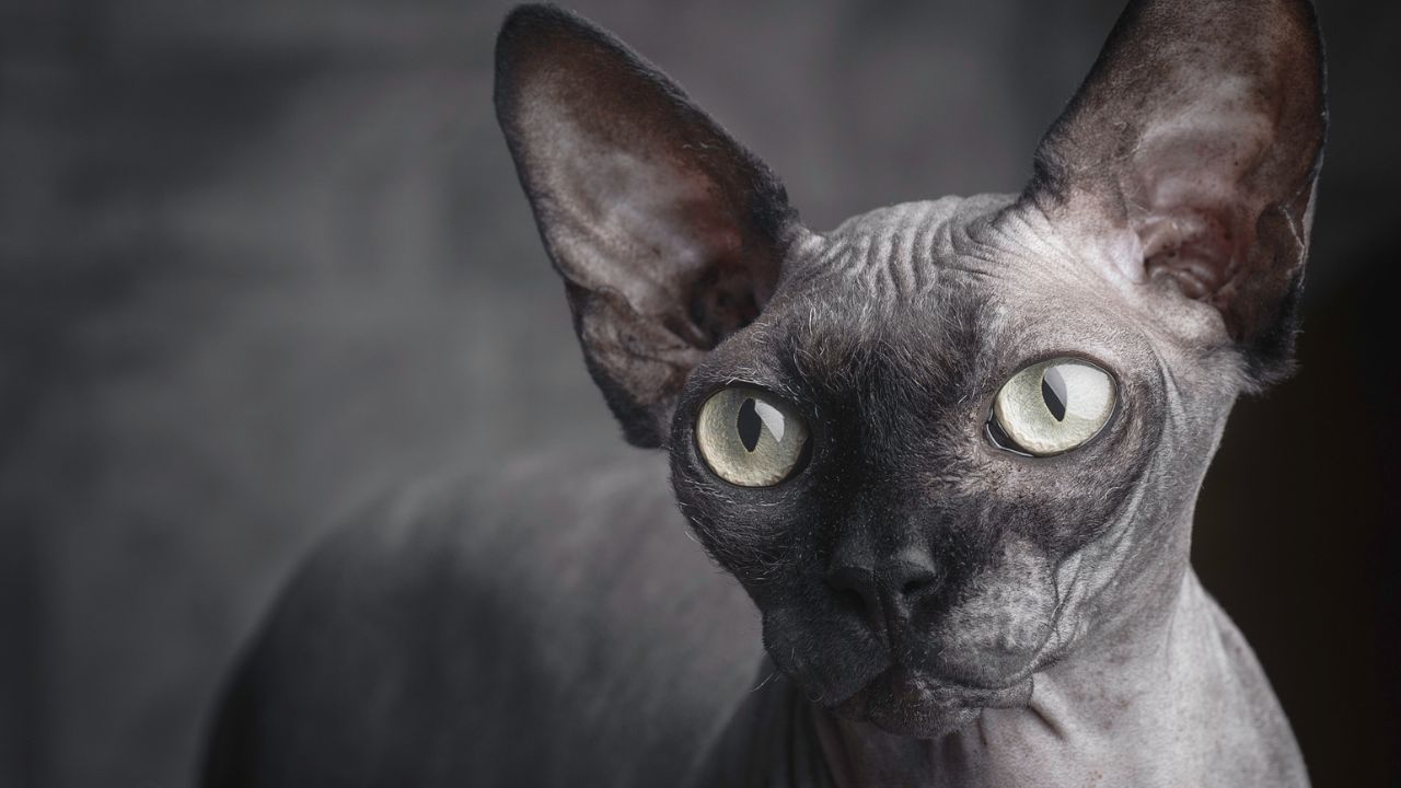 Sfinx – kompletny przewodnik po tej niezwykłej rasie | Blog - PETS STYLE