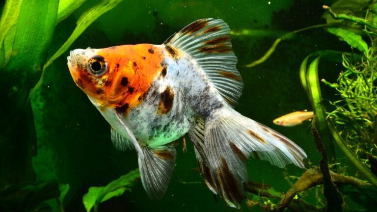 Złota rybka - symbol szczęścia i ulubienica akwarystów | Blog - PETS STYLE